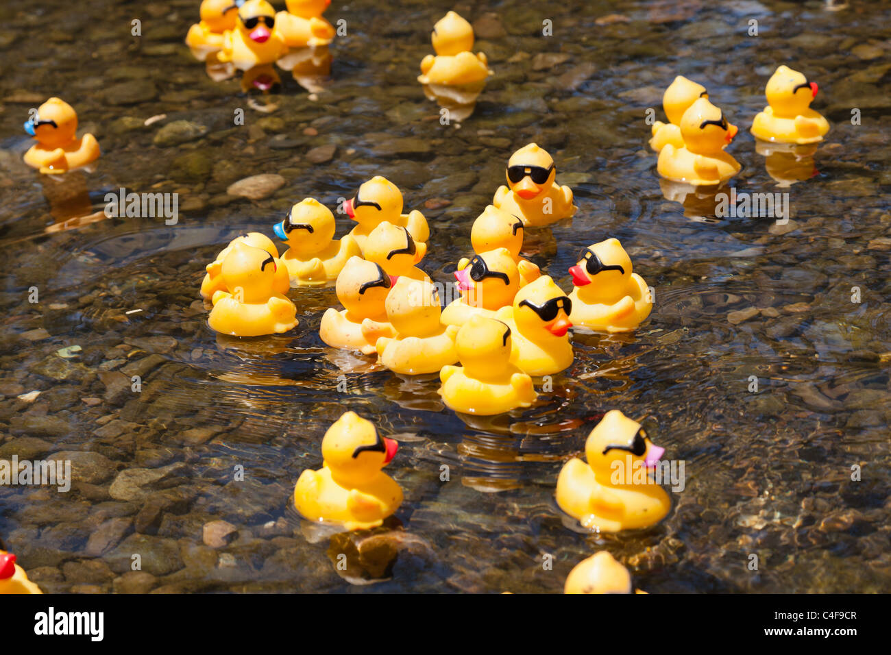 LOS GATOS, CA, USA - JUNE 12: The rubber duckies are kicking off their ...