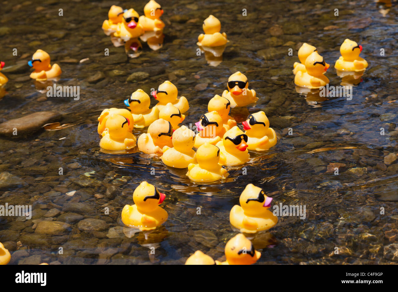 LOS GATOS, CA, USA - JUNE 12: The rubber duckies are kicking off their ...