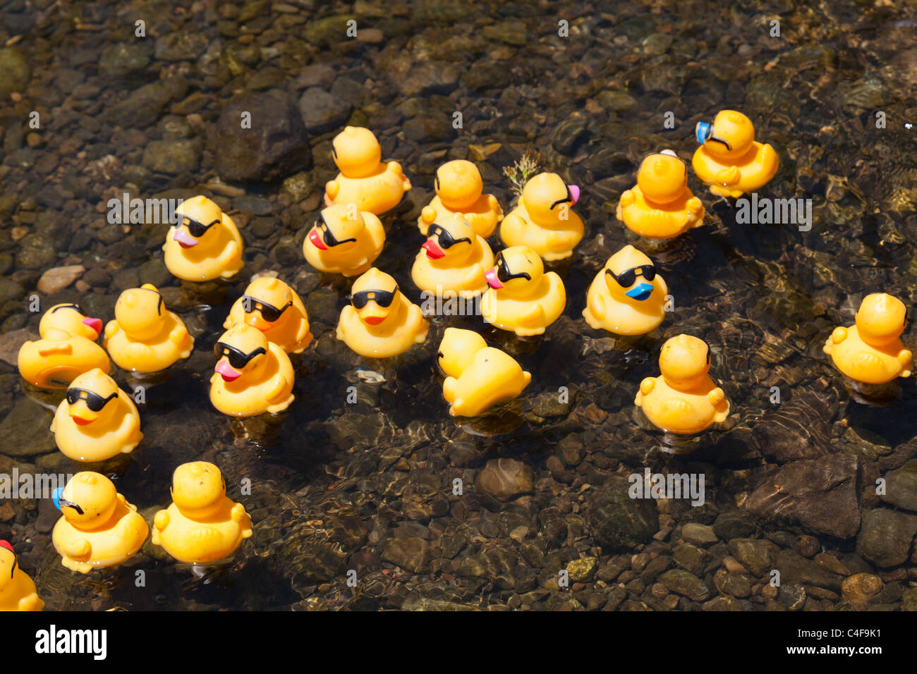 LOS GATOS, CA, USA - JUNE 12: The rubber duckies are kicking off their ...