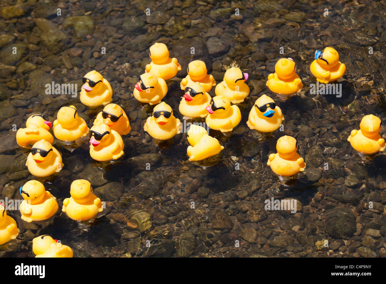 LOS GATOS, CA, USA - JUNE 12: The rubber duckies are kicking off their ...