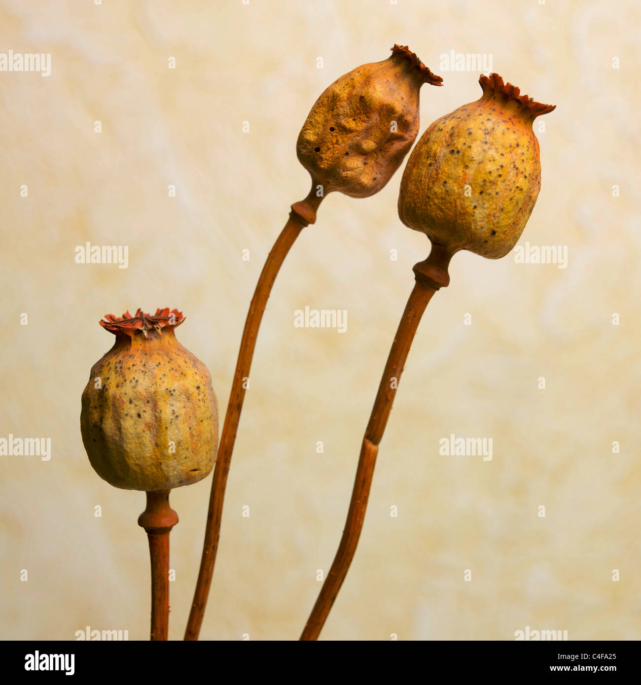 Dried poppy seed heads displayed against a soft, neutral background in ...