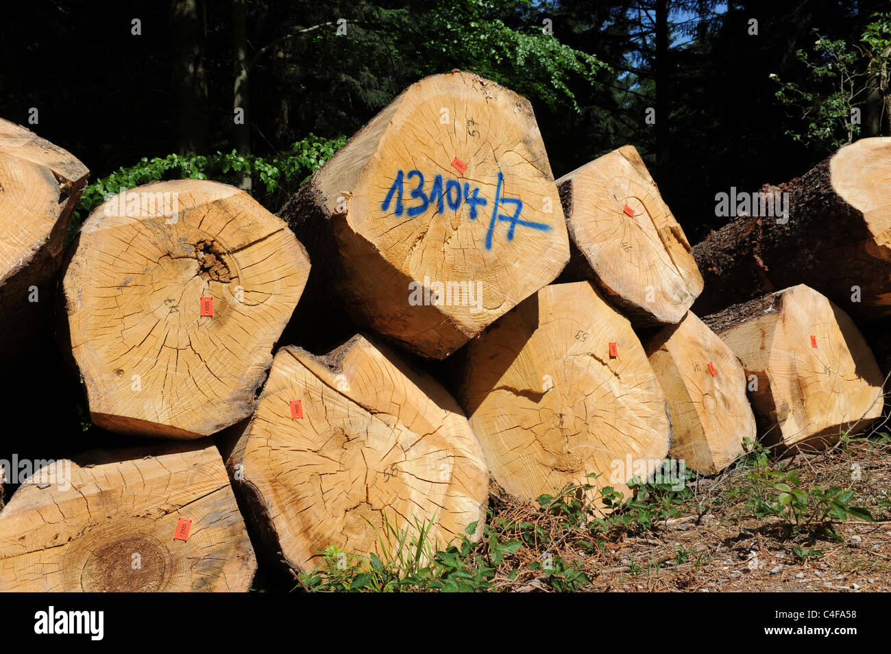 Timber piles hi-res stock photography and images - Alamy