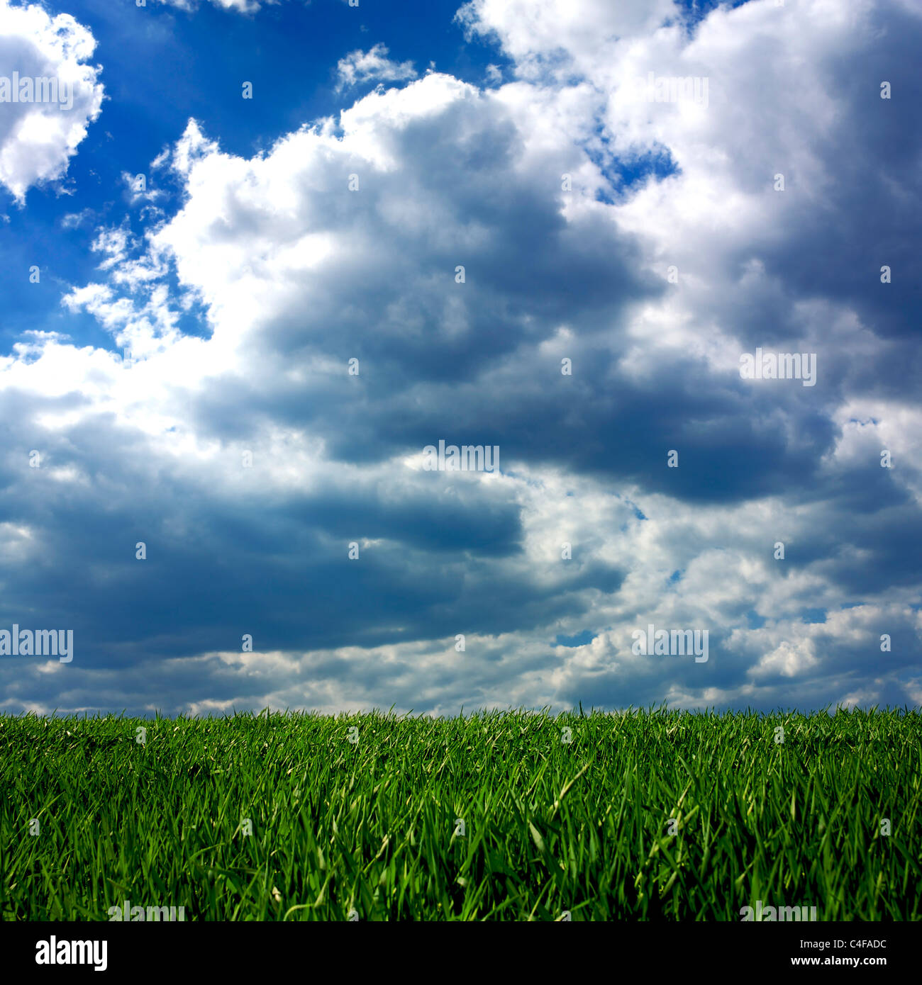 Bright and vibrant landscape featuring lush green grass under a ...