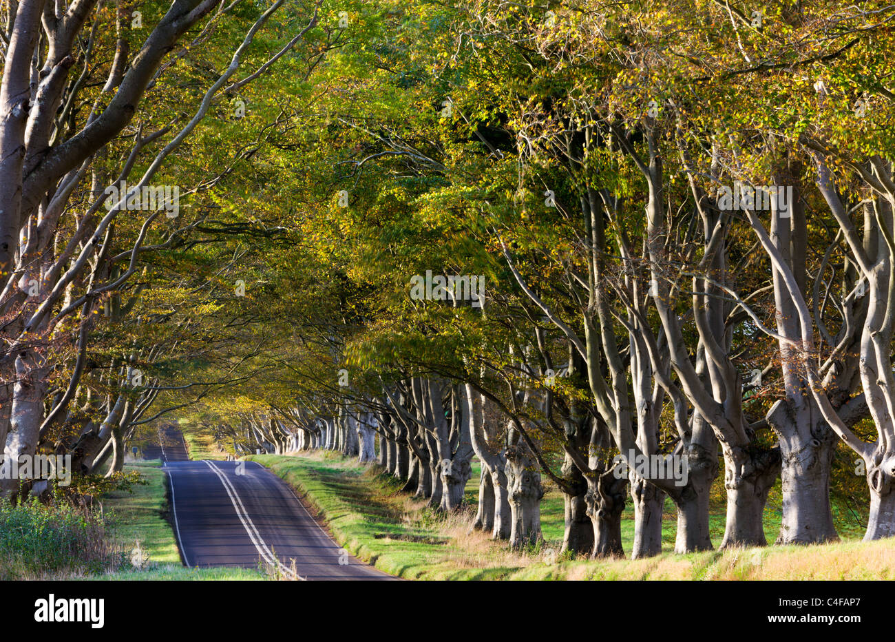 Beech tree avenue near Badbury Rings in Dorset, England. Autumn ...