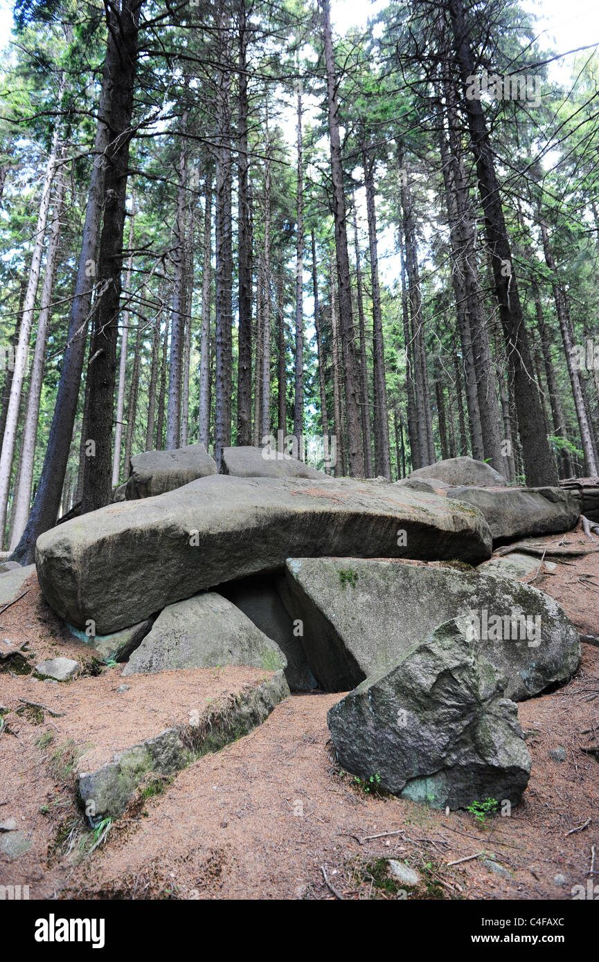 Boulders and rocks on the floor of the forest Harz National Park ...