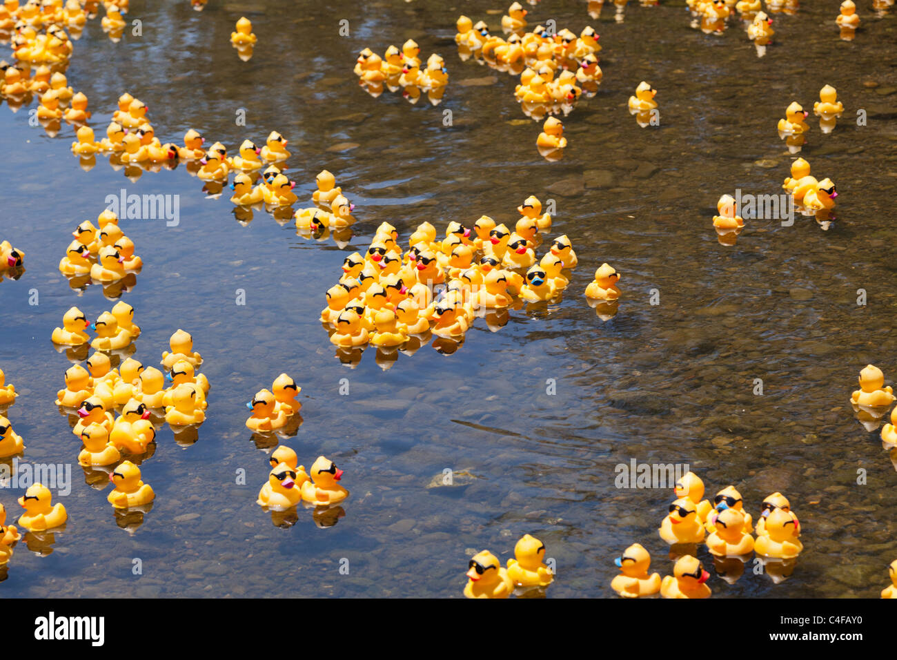 LOS GATOS, CA, USA - JUNE 12: The rubber duckies are kicking off their ...