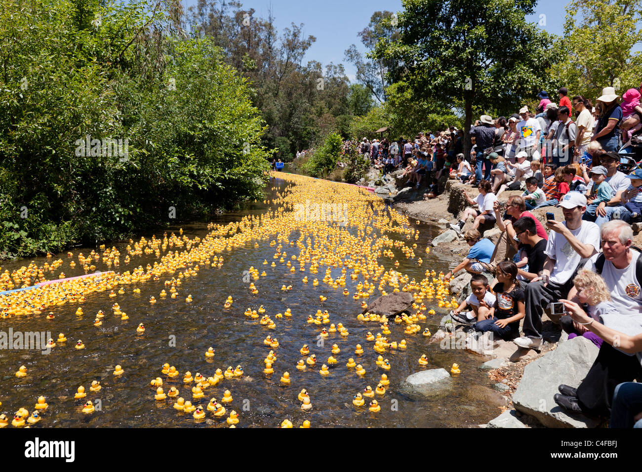 LOS GATOS, CA, USA - JUNE 12: The rubber duckies are kicking off their ...