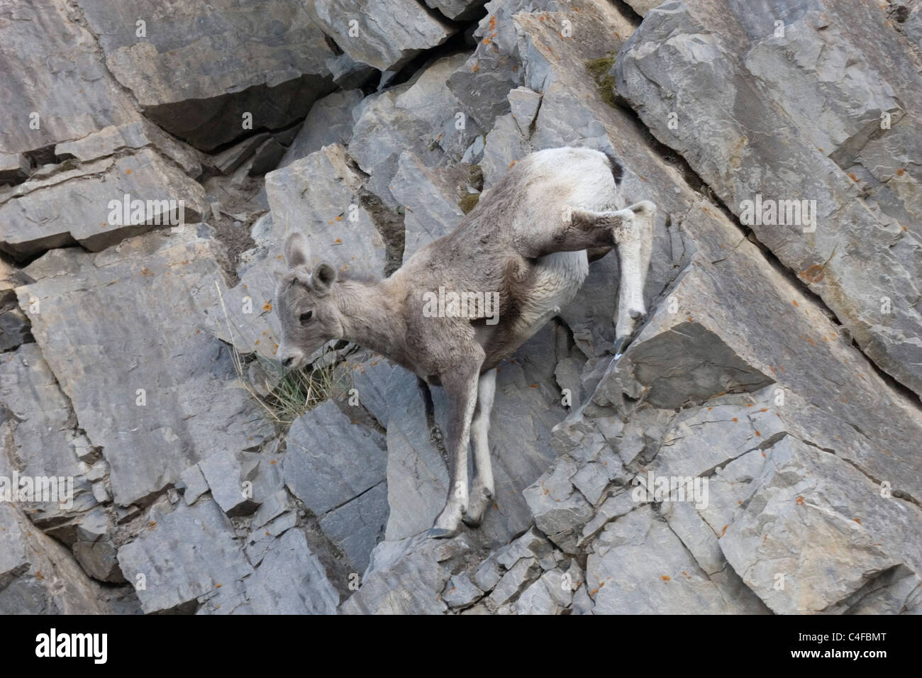 Bighorn Sheep lamb climbing on a sheer rocky cliff.(Ovis canadensis ...