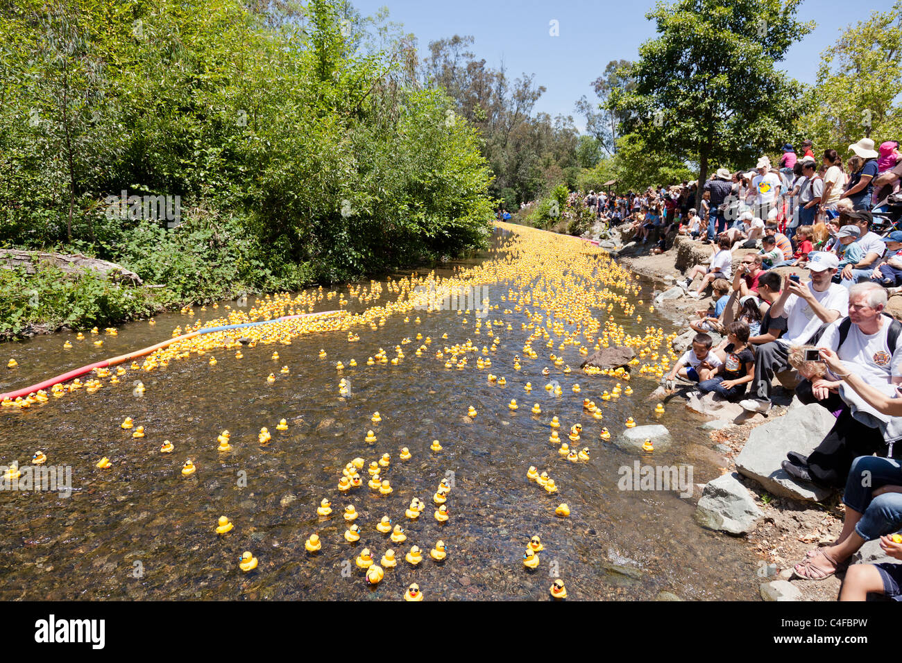 LOS GATOS, CA, USA - JUNE 12: The rubber duckies are kicking off their ...