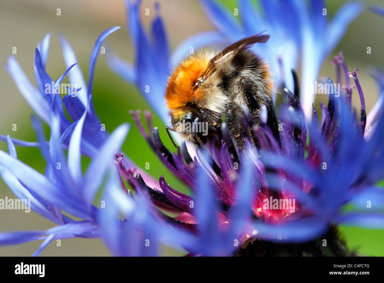 humble-bee in bloom - pollination Stock Photo - Alamy