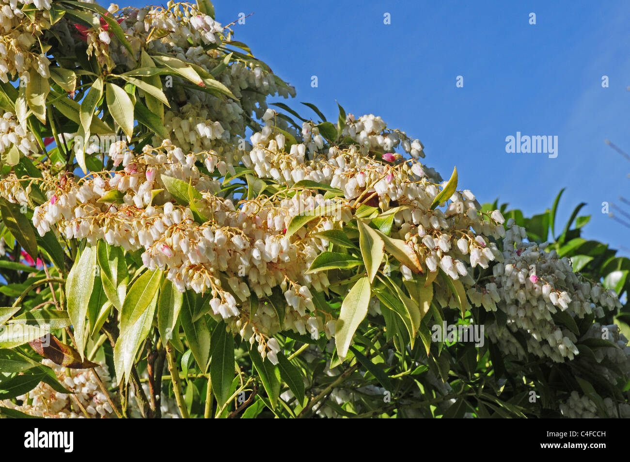 Flowers of Pieris formosa forrestii. Pale leaves showing lack of ...