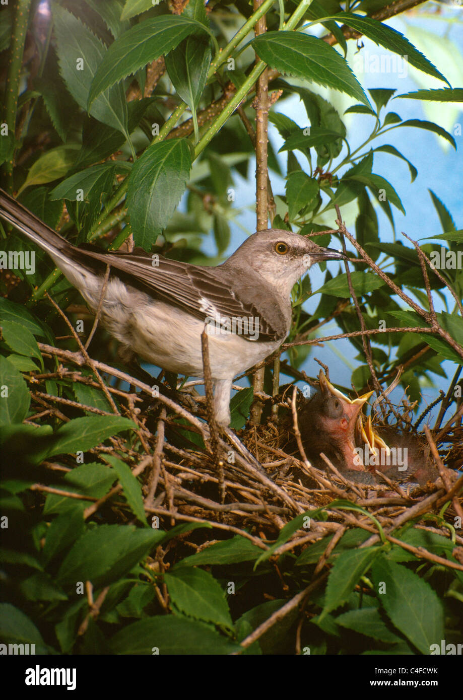 Mockingbird at nest with chicks Stock Photo - Alamy