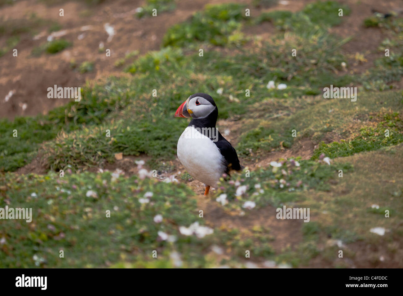 An Atlantic Puffin leaving its burrow Stock Photo - Alamy