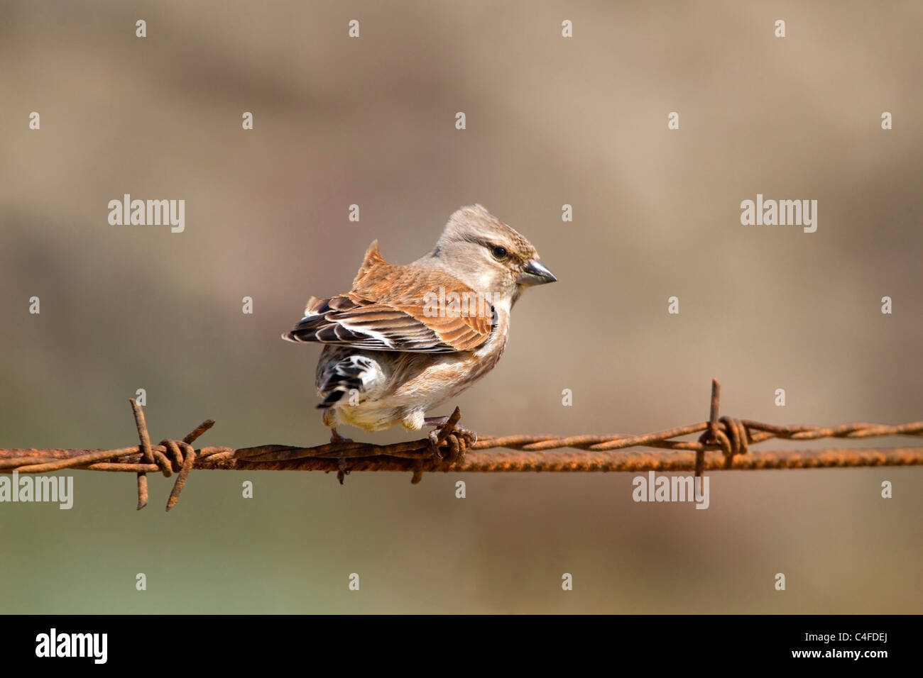 Female linnet bird hi-res stock photography and images - Alamy