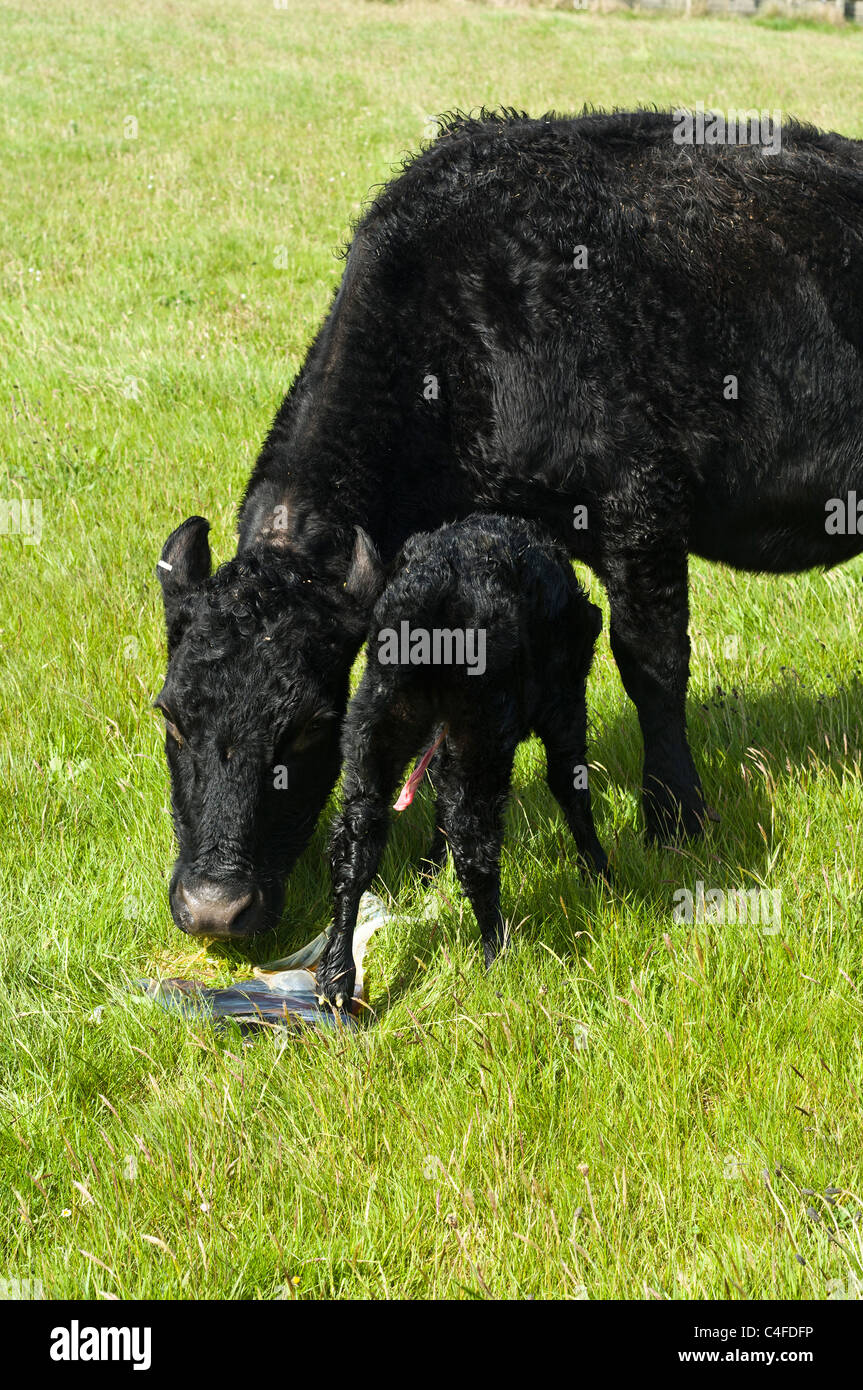 dh COW UK Newly born calf mother cow eating placenta newborn birth ...