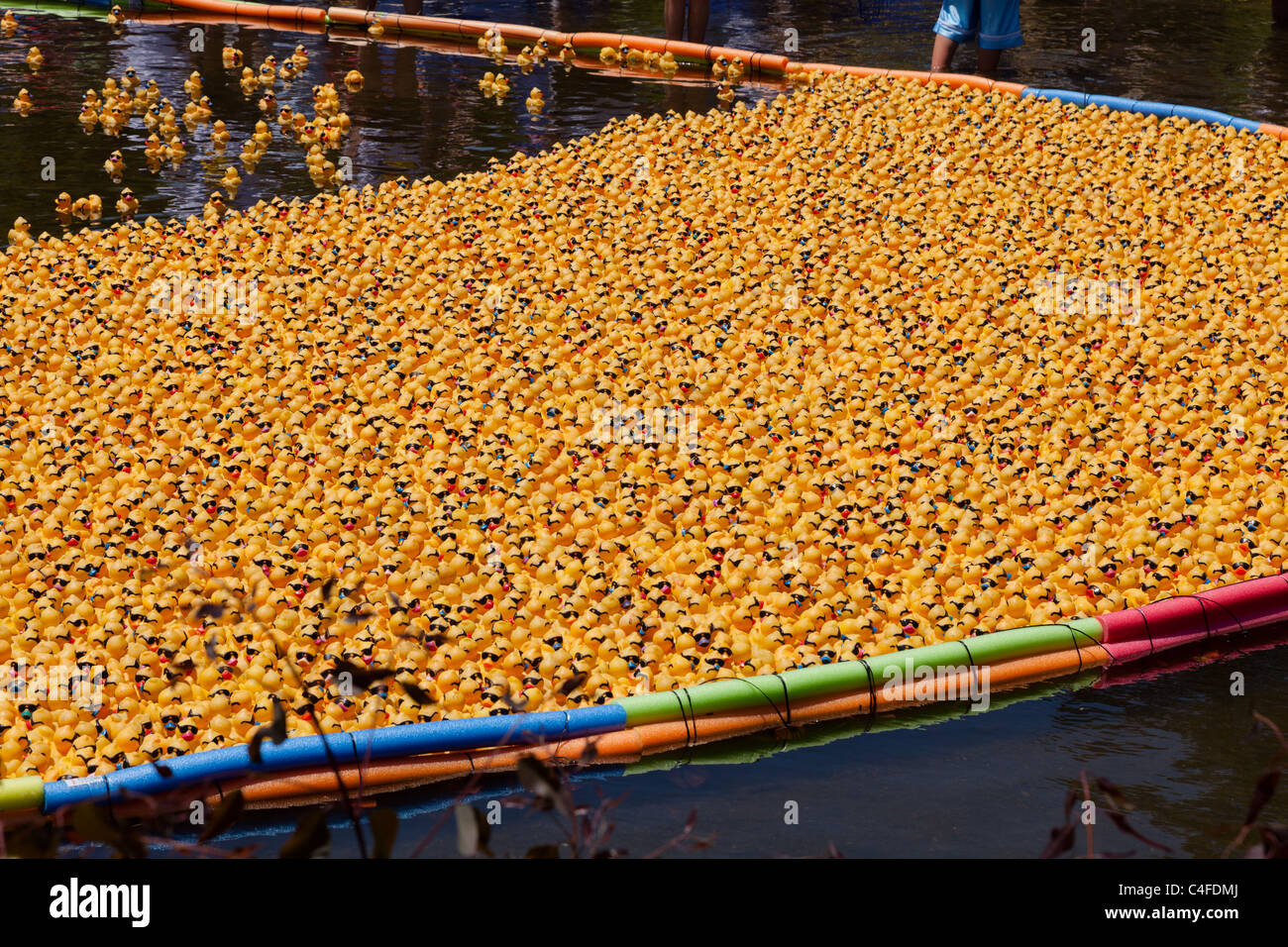 LOS GATOS, CA, USA - JUNE 12: The rubber duckies are kicking off their ...