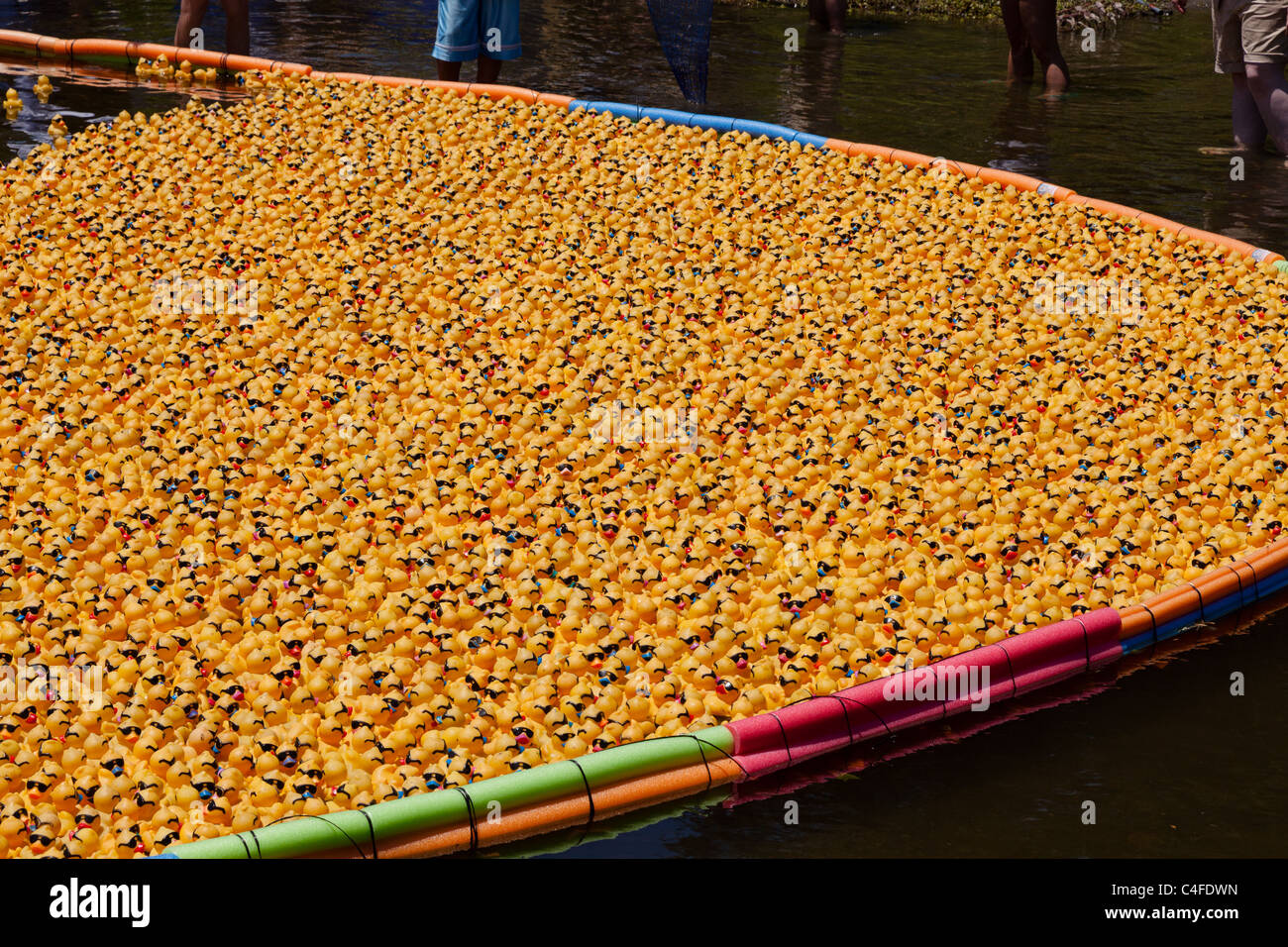 LOS GATOS, CA, USA - JUNE 12: The rubber duckies are kicking off their ...