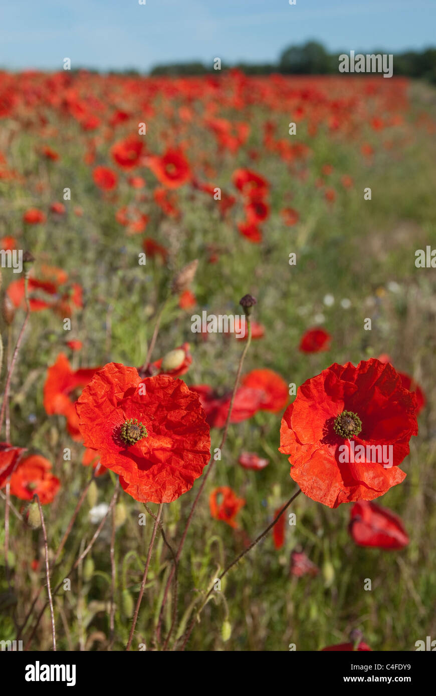 Poppy field, Norfolk, UK Stock Photo - Alamy
