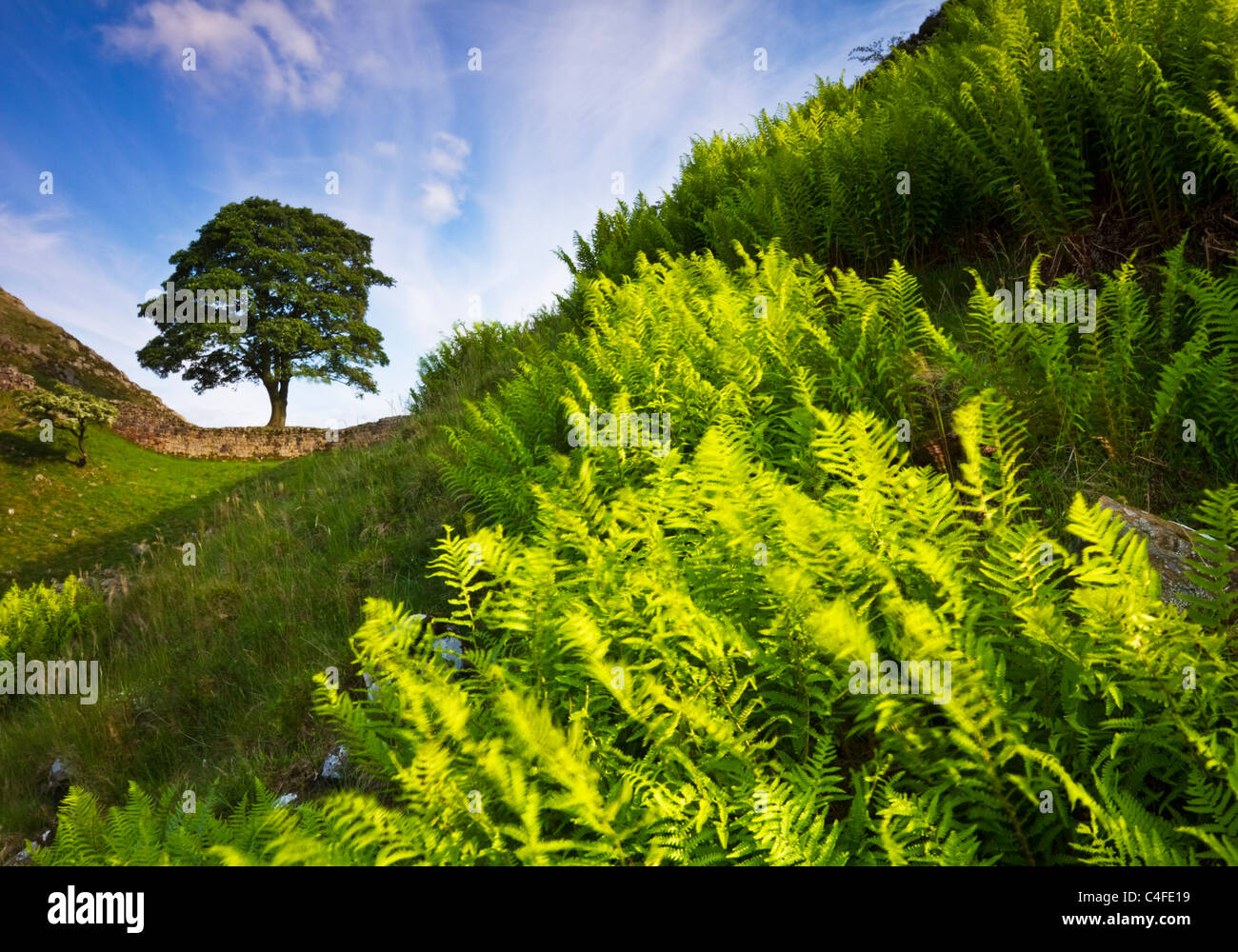 Sycamore gap hi-res stock photography and images - Alamy
