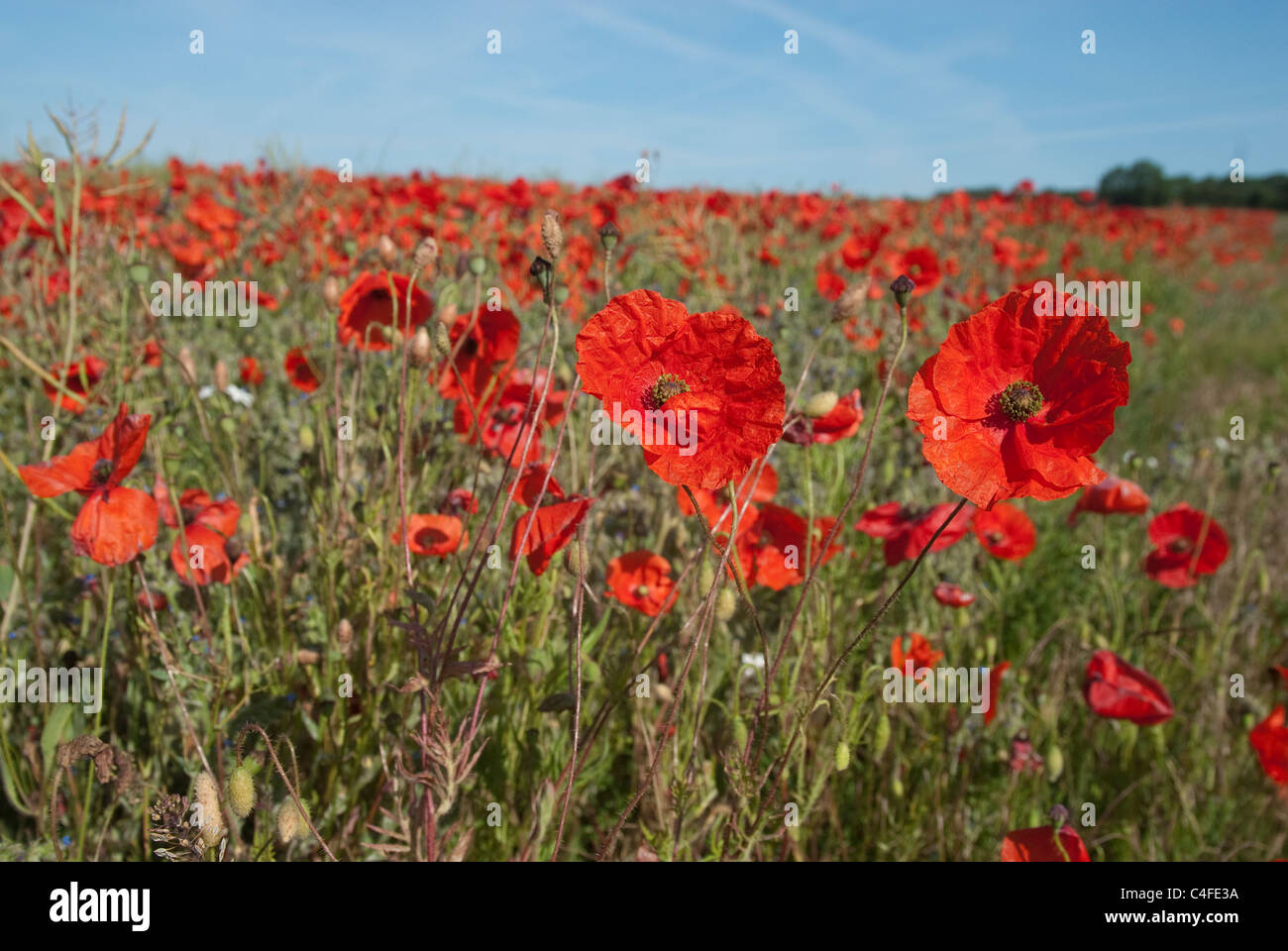 Poppy field, Norfolk, UK Stock Photo - Alamy