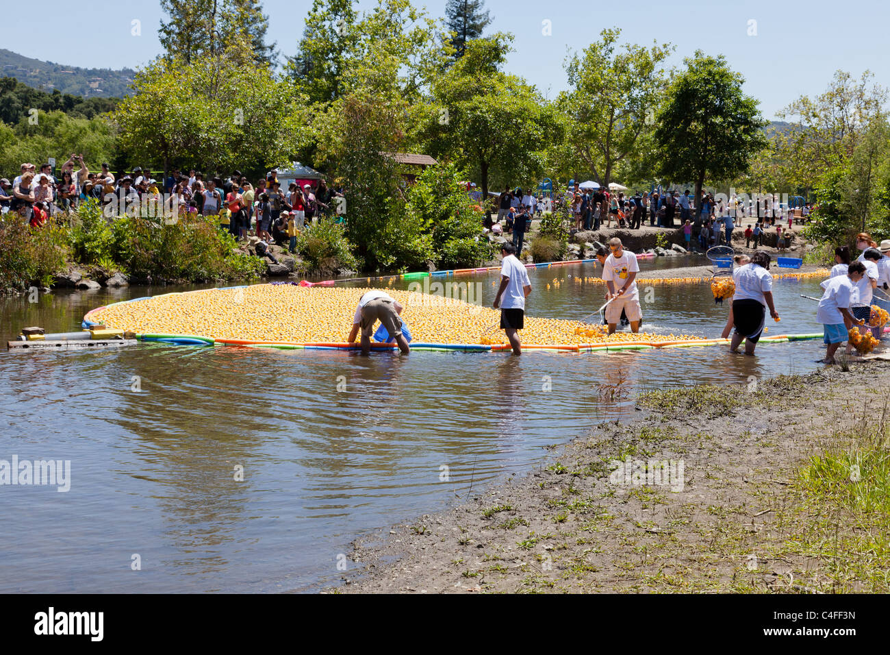 LOS GATOS, CA, USA - JUNE 12: The rubber duckies are kicking off their ...
