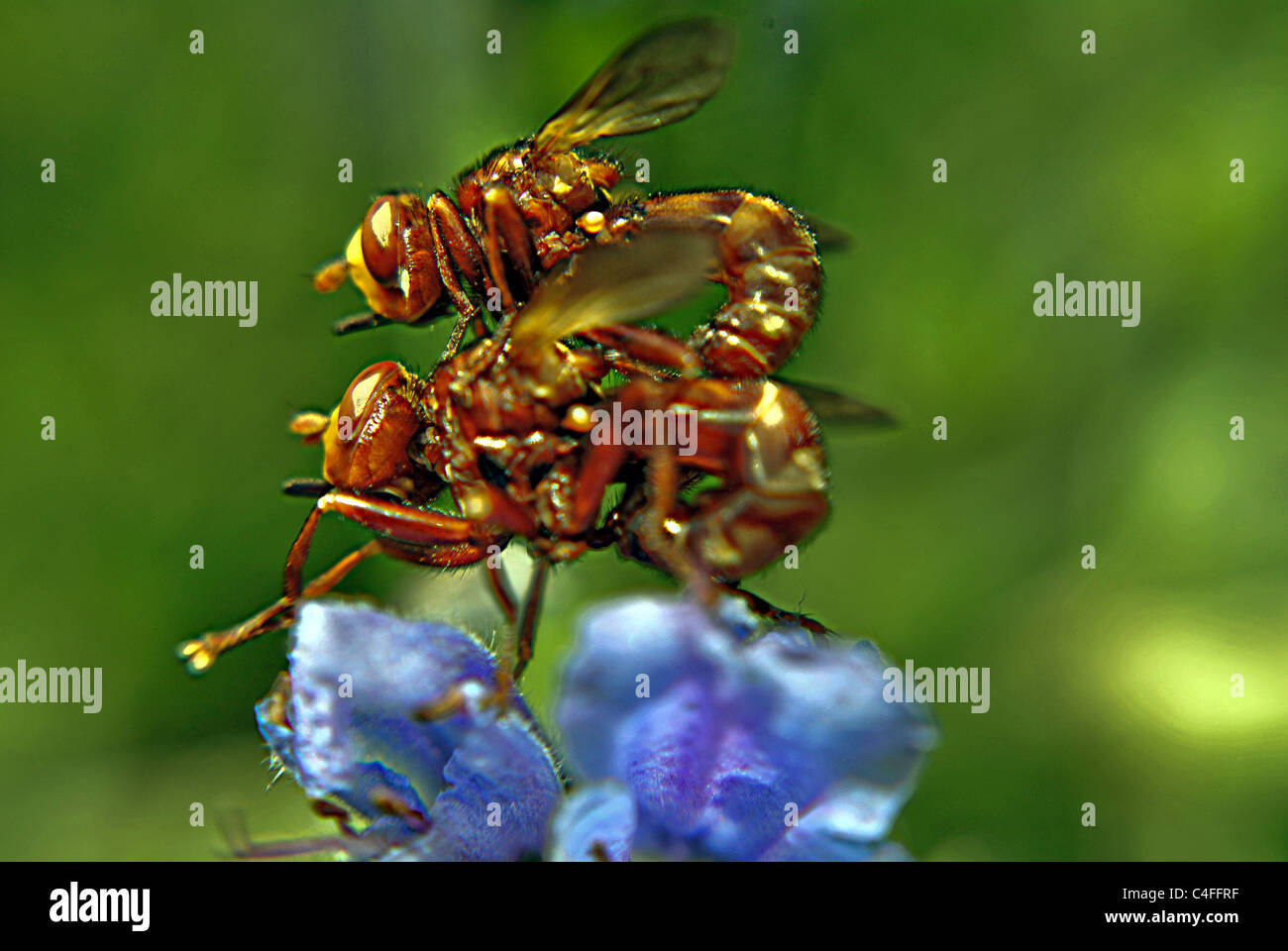 Insects nature norfolk hi-res stock photography and images - Alamy