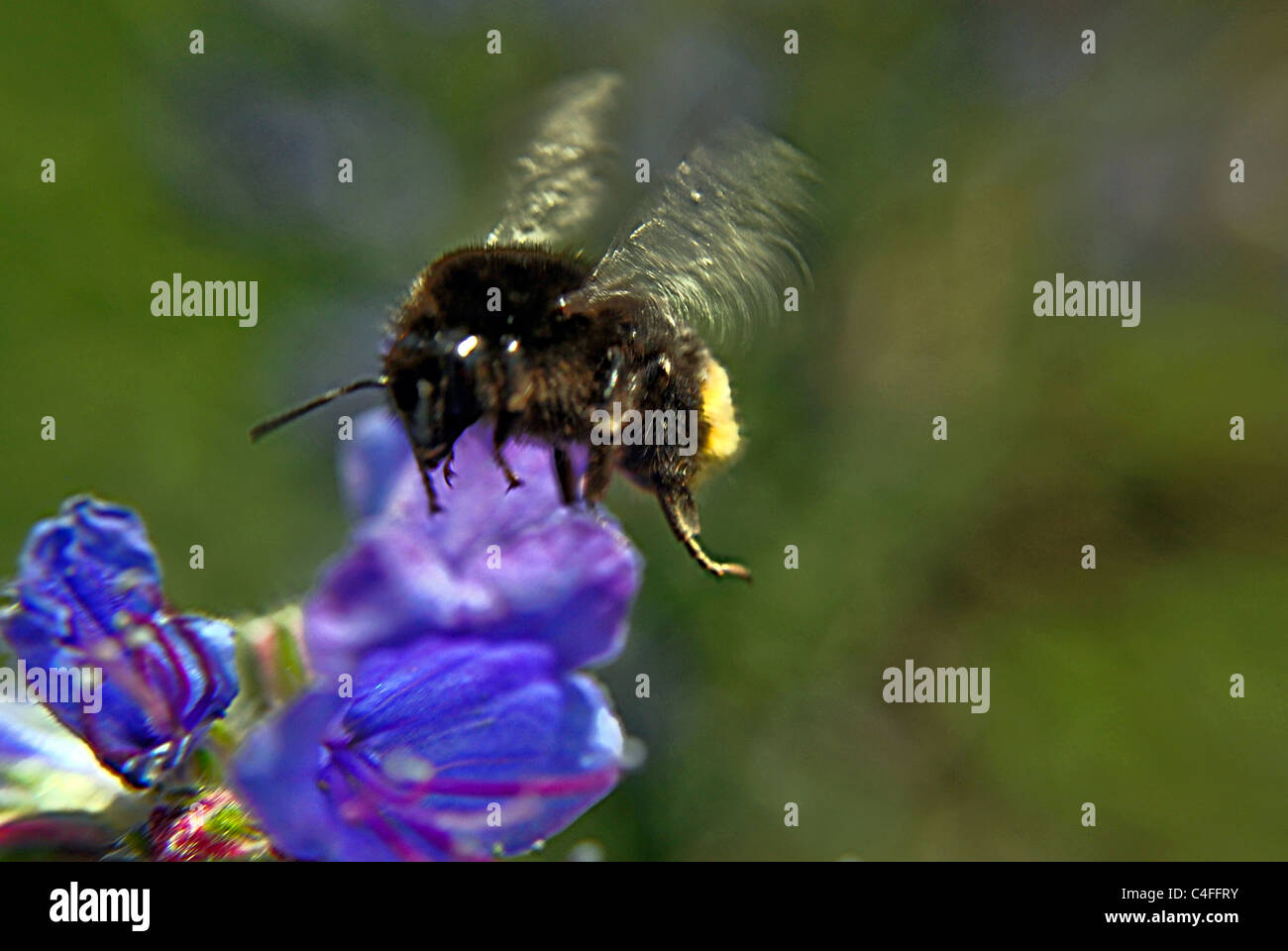 Bubble bee hi-res stock photography and images - Alamy