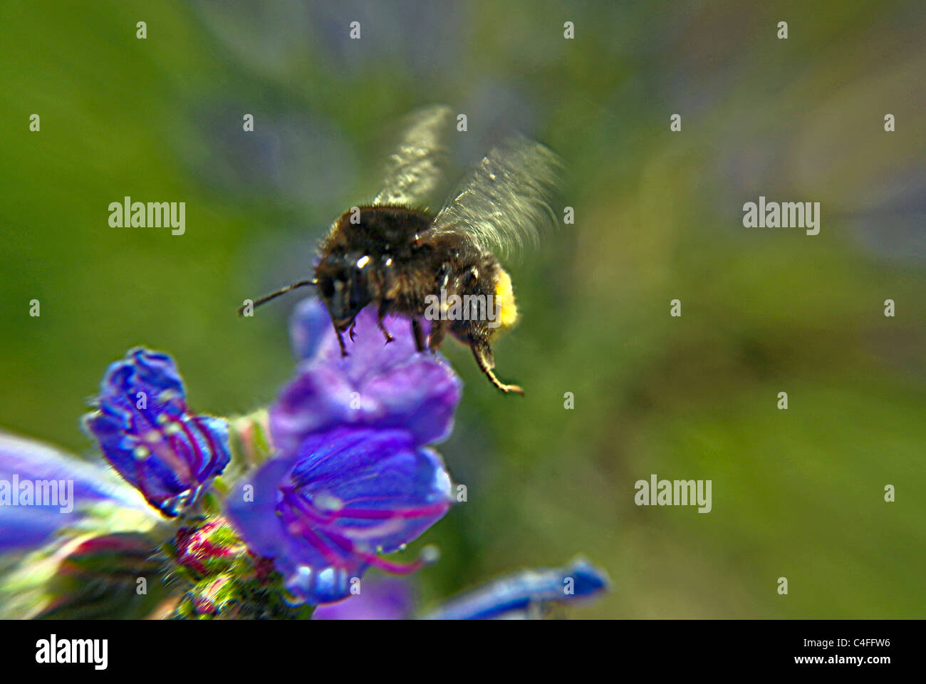 Bee insects hi-res stock photography and images - Alamy