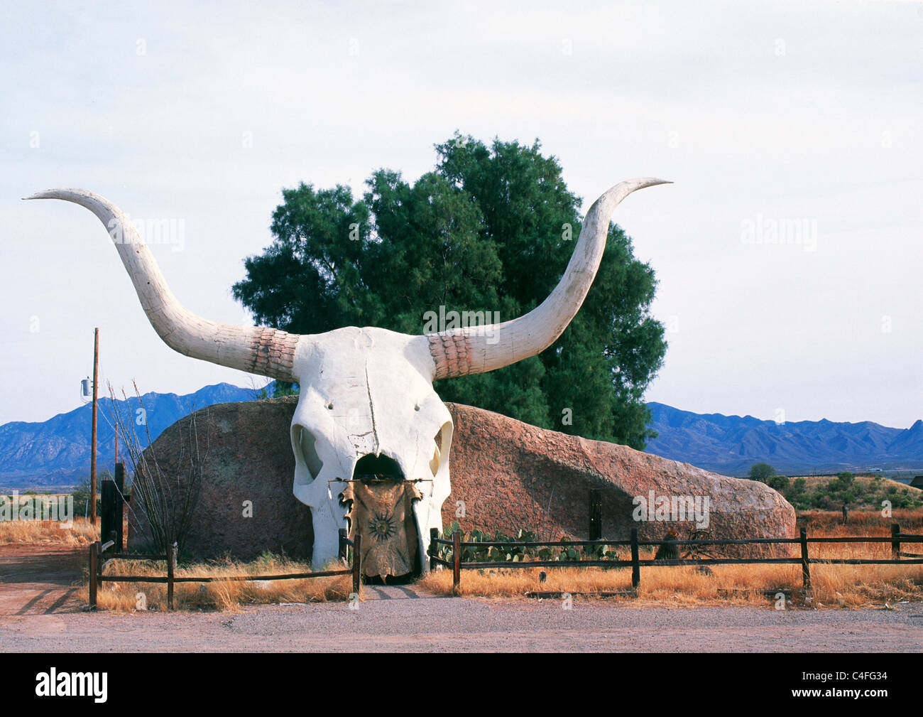 Bullhead hi-res stock photography and images - Alamy