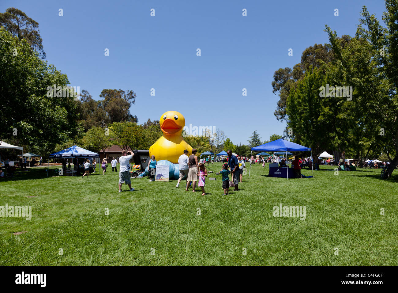 LOS GATOS, CA, USA - JUNE 12: The rubber duckies are kicking off their ...