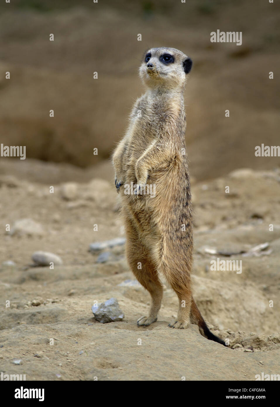 Funny meerkats hi-res stock photography and images - Alamy