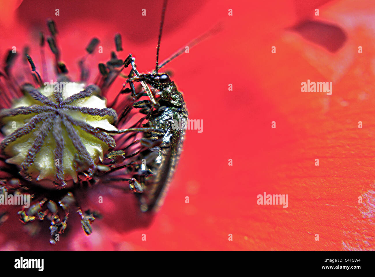 Insects nature norfolk hi-res stock photography and images - Alamy