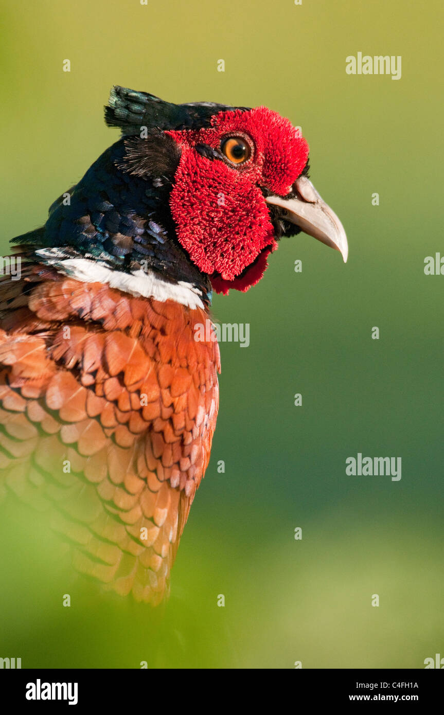 common pheasant portrait Stock Photo - Alamy