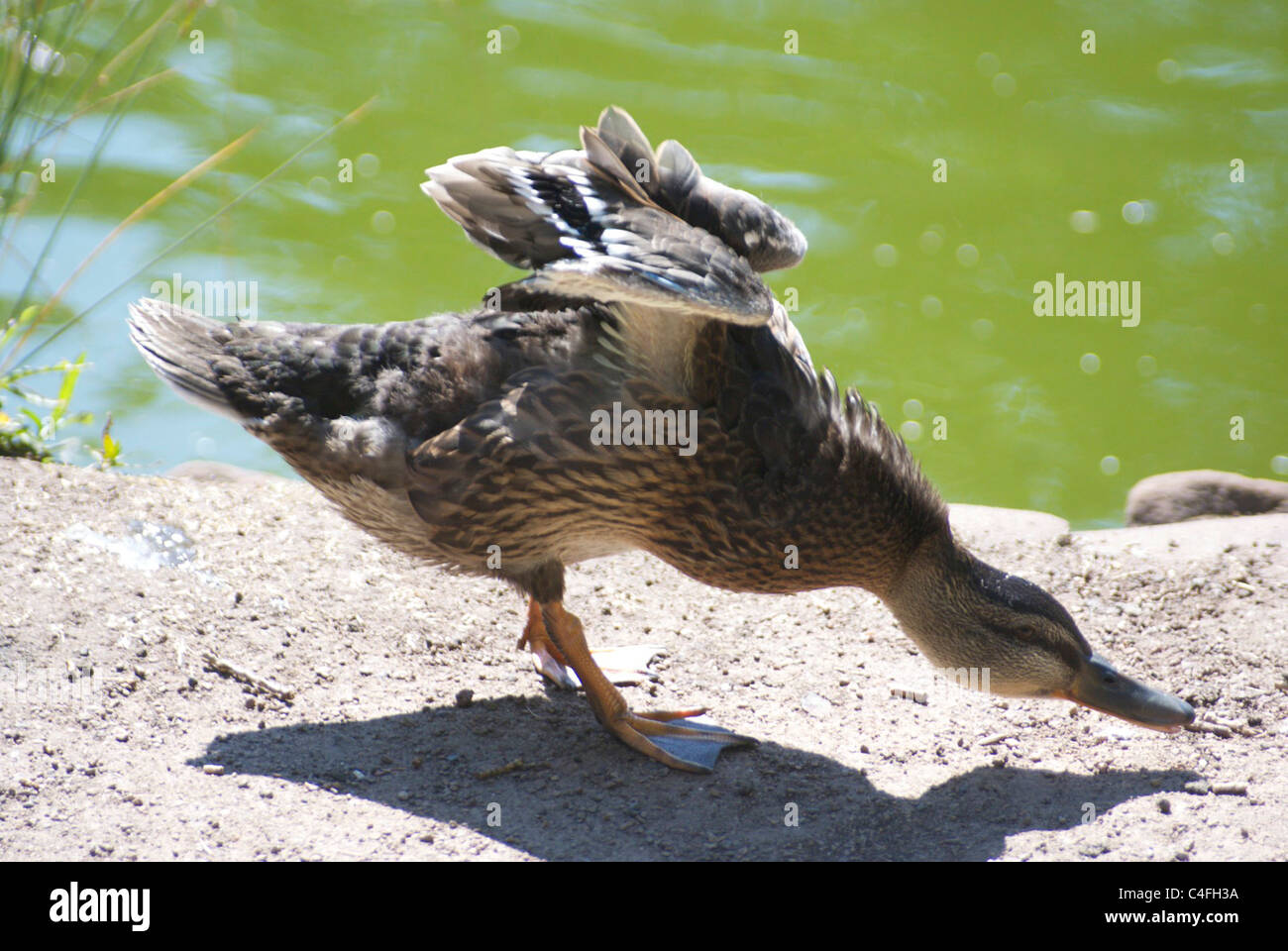 Duck at Ashton Park, Stretching Stock Photo - Alamy