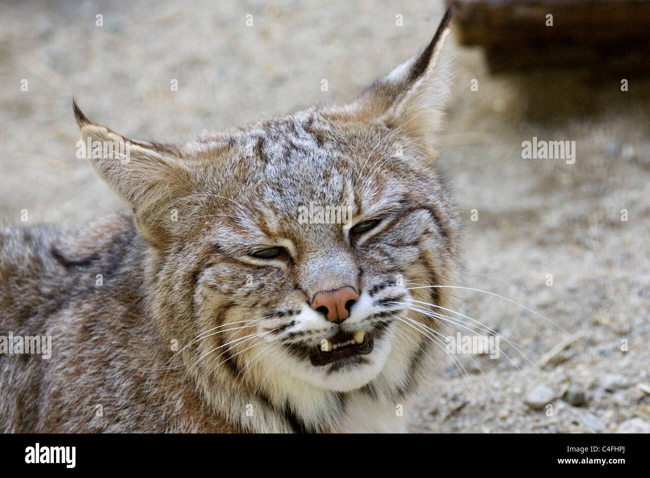 Bobcat closeup (captive).(Lynx rufus).Arizona Stock Photo - Alamy