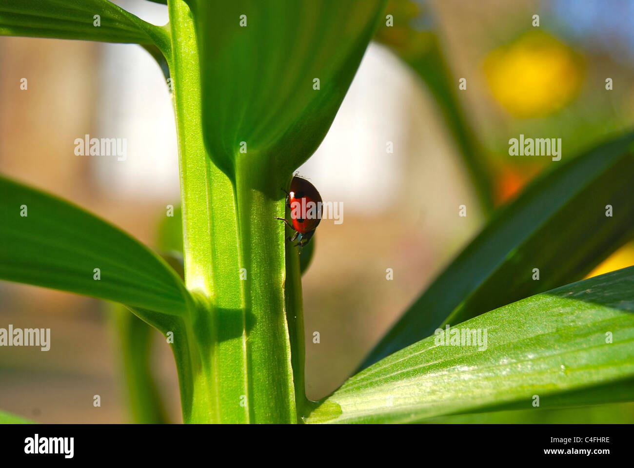 Ladybird on plant hi-res stock photography and images - Alamy
