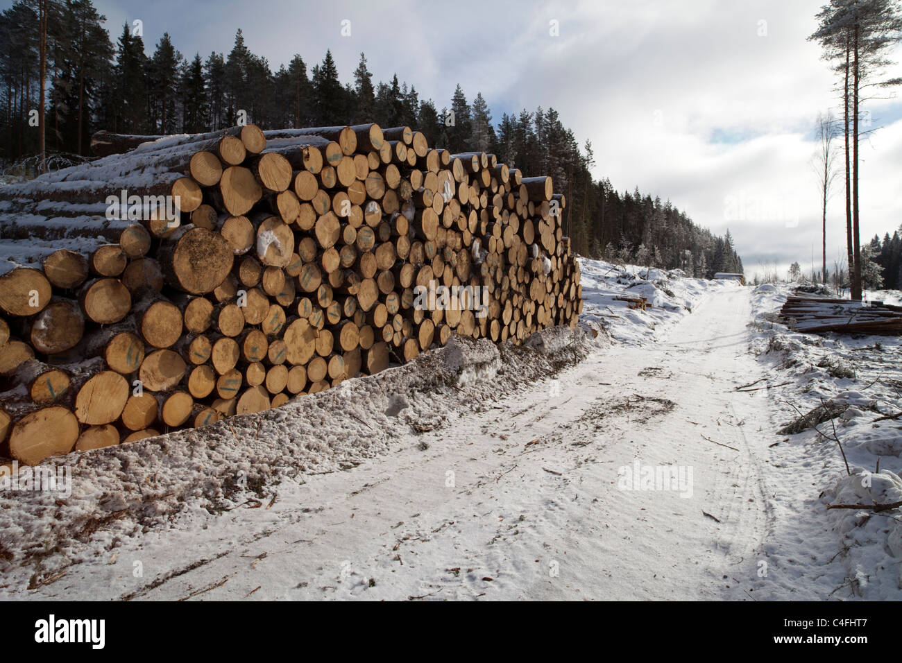 Empty forest logging road and log piles in Finnish forest at Winter ...