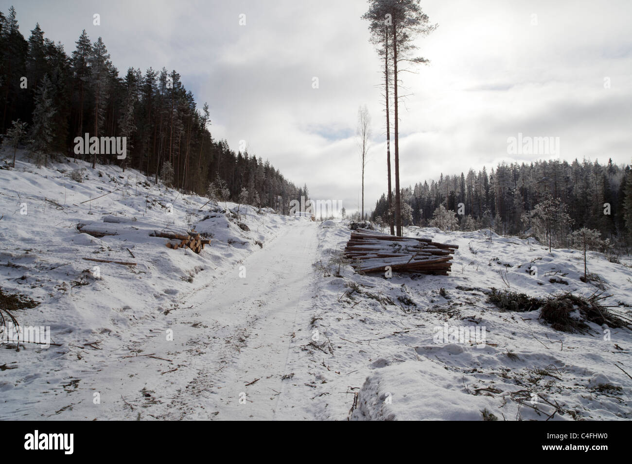 Empty Logging Road High Resolution Stock Photography and Images - Alamy