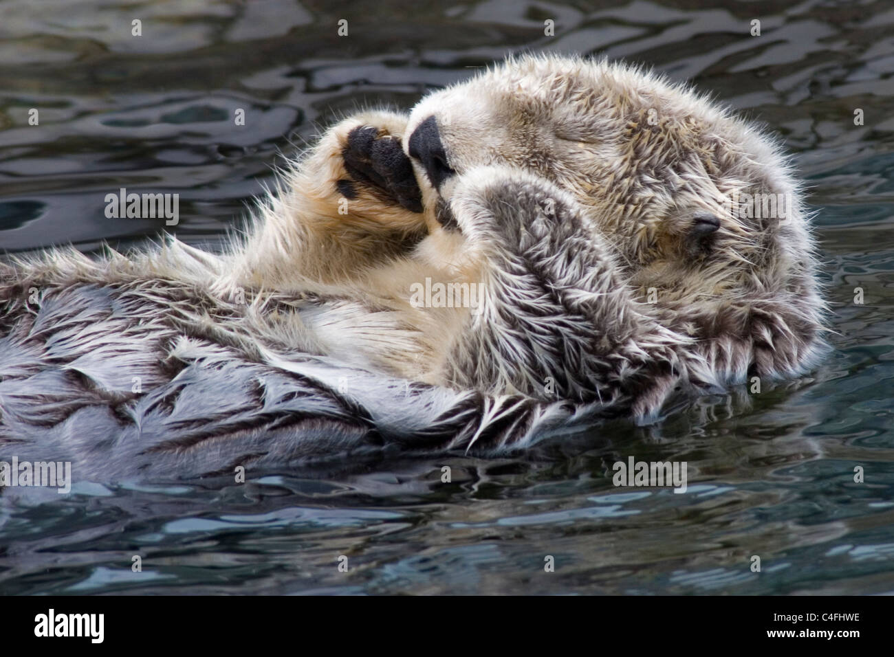 Sea otter sleeping hi-res stock photography and images - Alamy