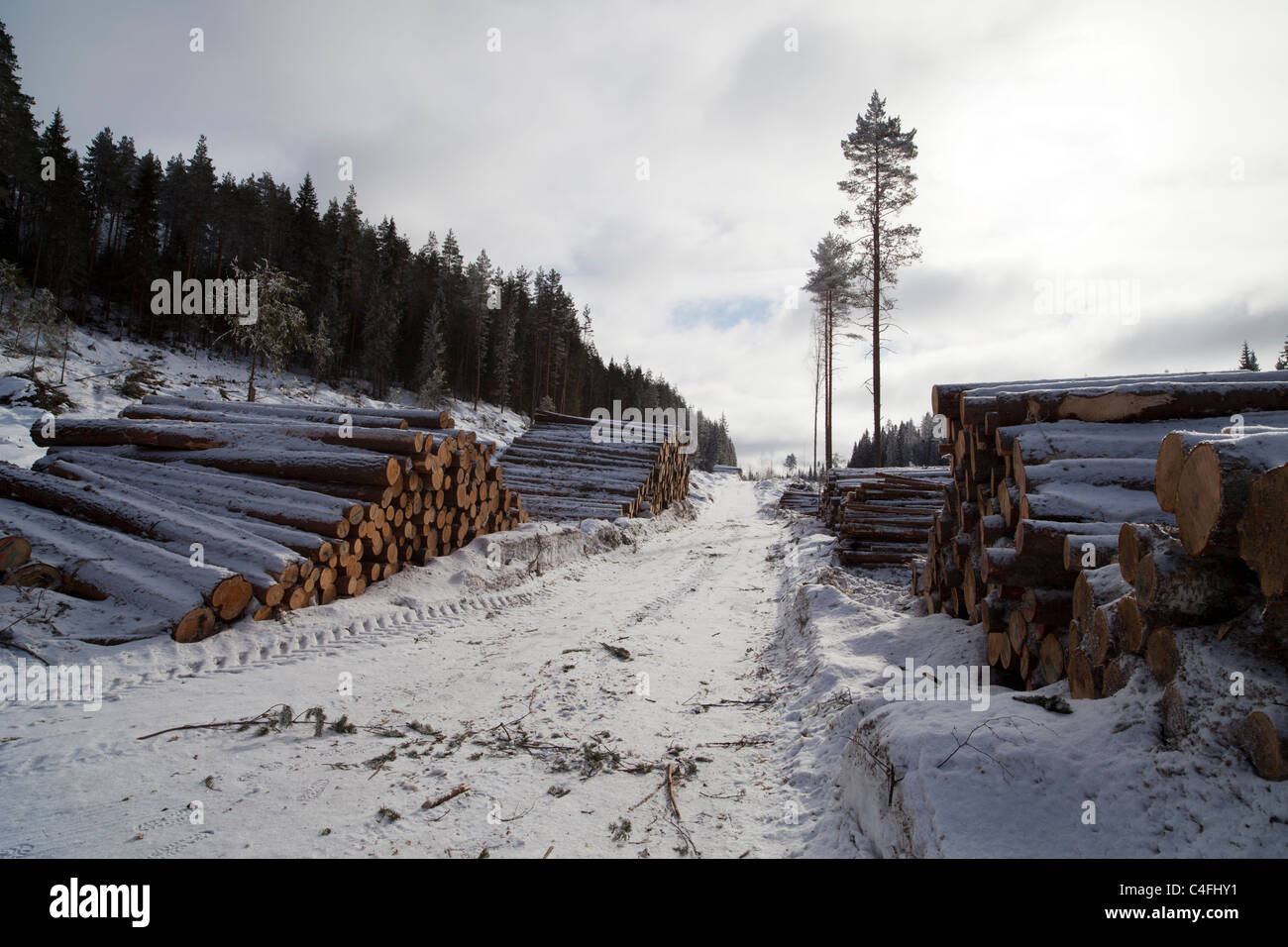 Empty forest logging road and log piles in Finnish forest at Winter ...