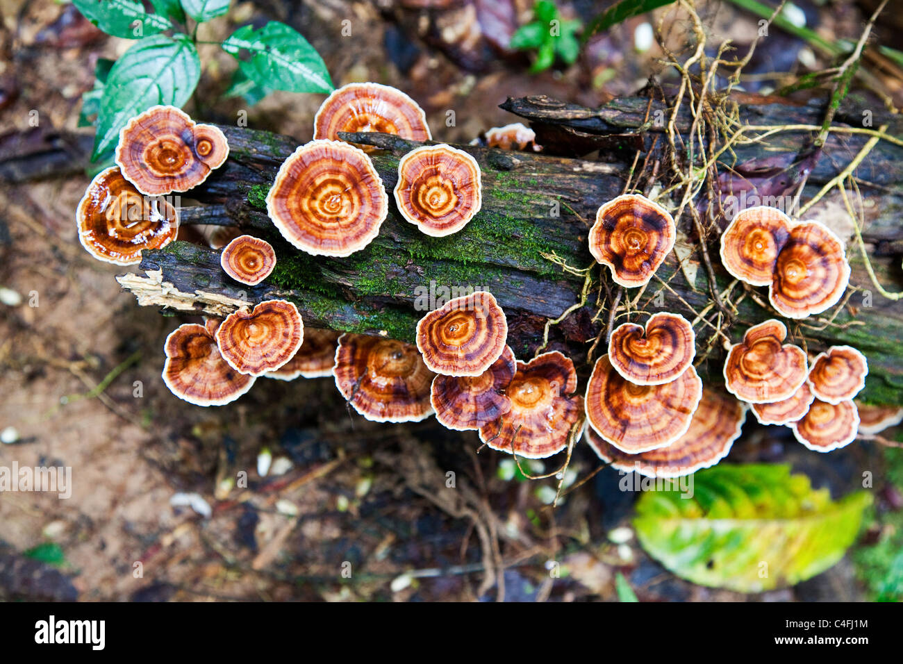 Mushrooms in tropical rainforest hi-res stock photography and images - Alamy