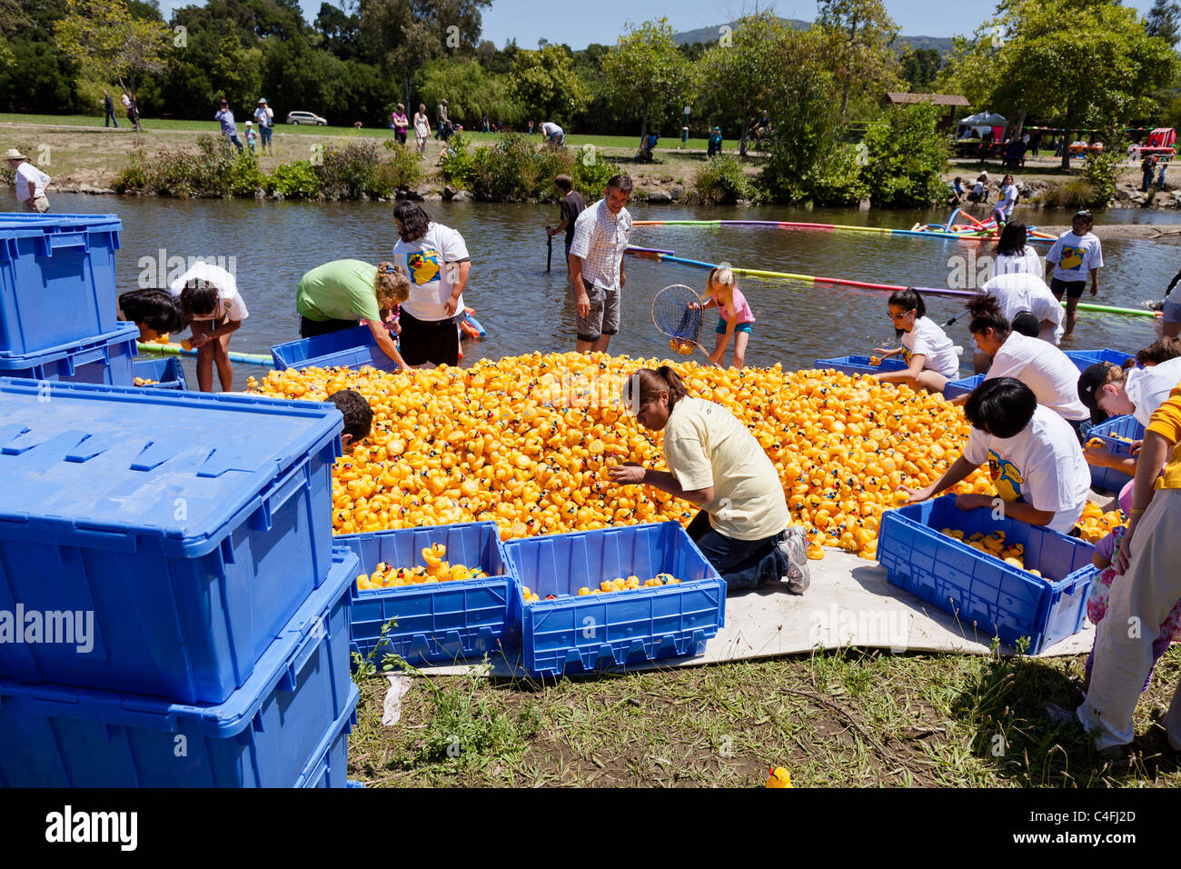 LOS GATOS, CA, USA - JUNE 12: The rubber duckies are kicking off their ...