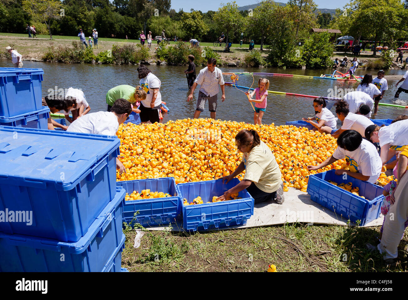 LOS GATOS, CA, USA - JUNE 12: The rubber duckies are kicking off their ...