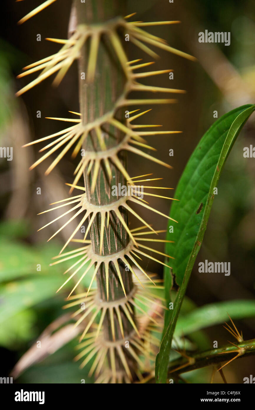 Spiky tree hi-res stock photography and images - Alamy
