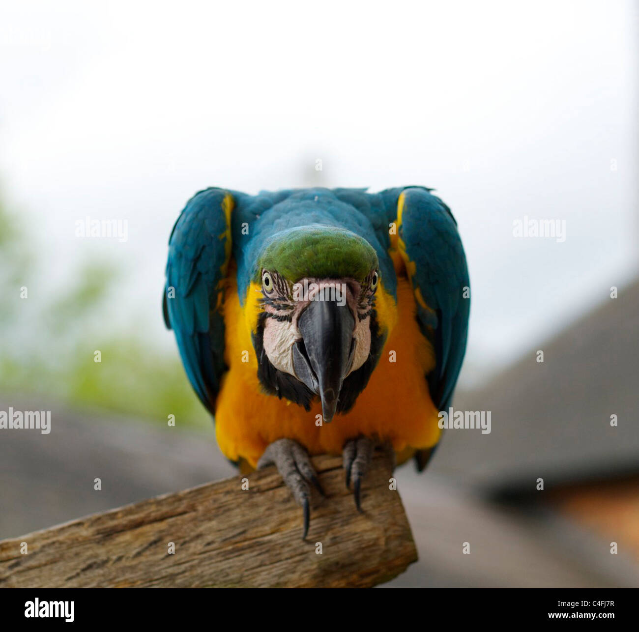 Parrot in Aggressive Stance Stock Photo - Alamy
