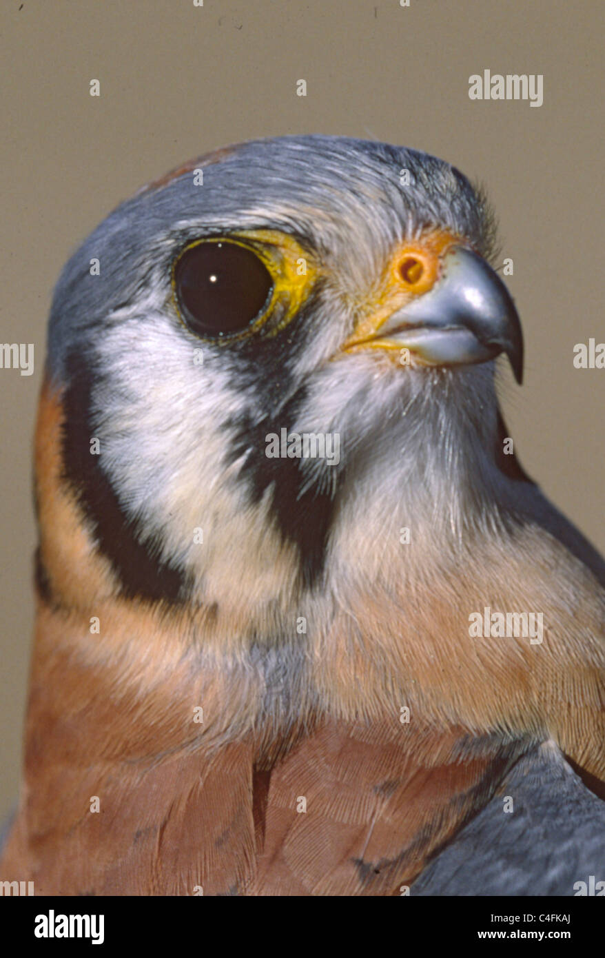 American Kestrel - closeup.(Falco sparverius).Antelope Valley ...
