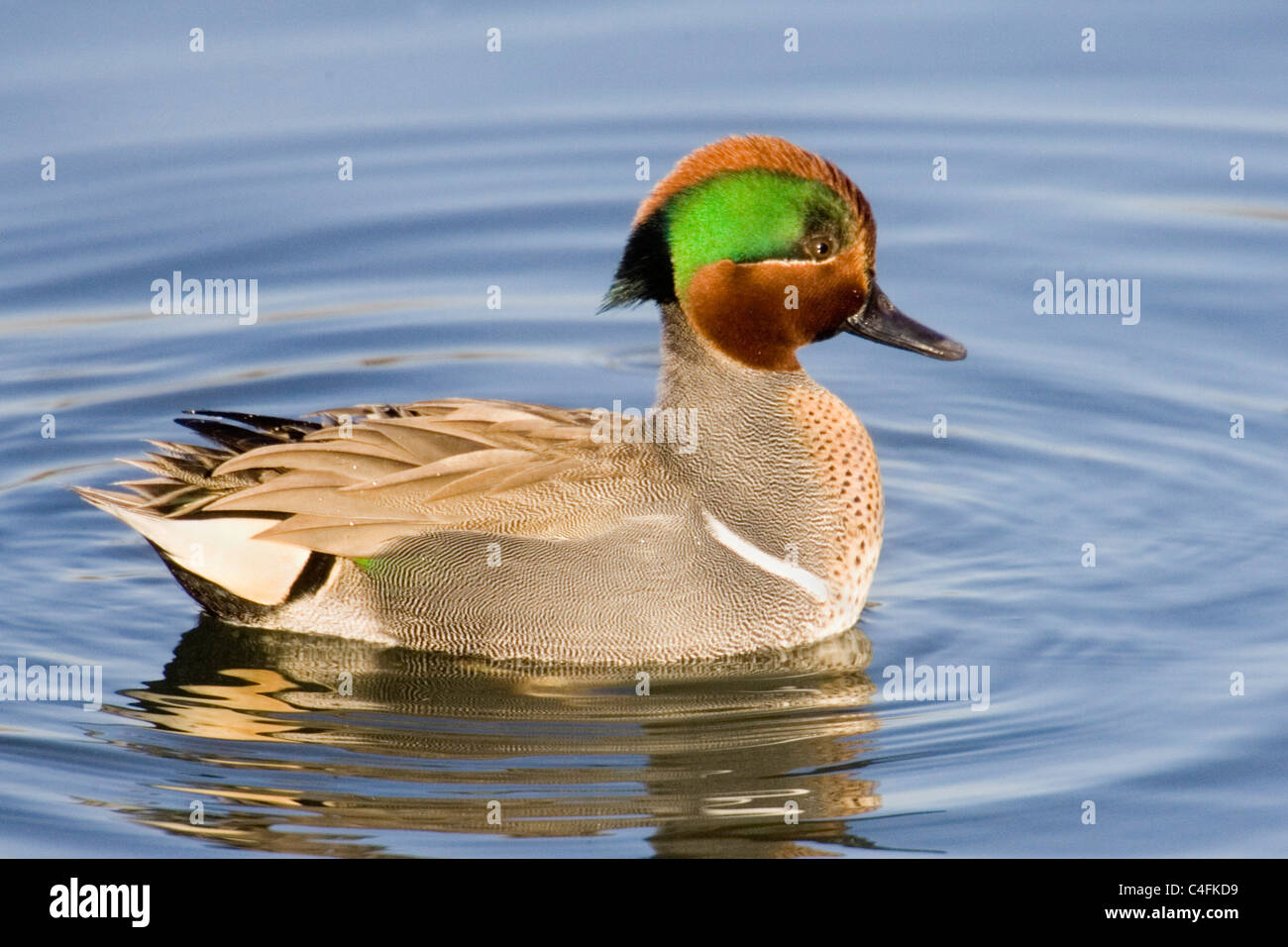 Male Teal Duck