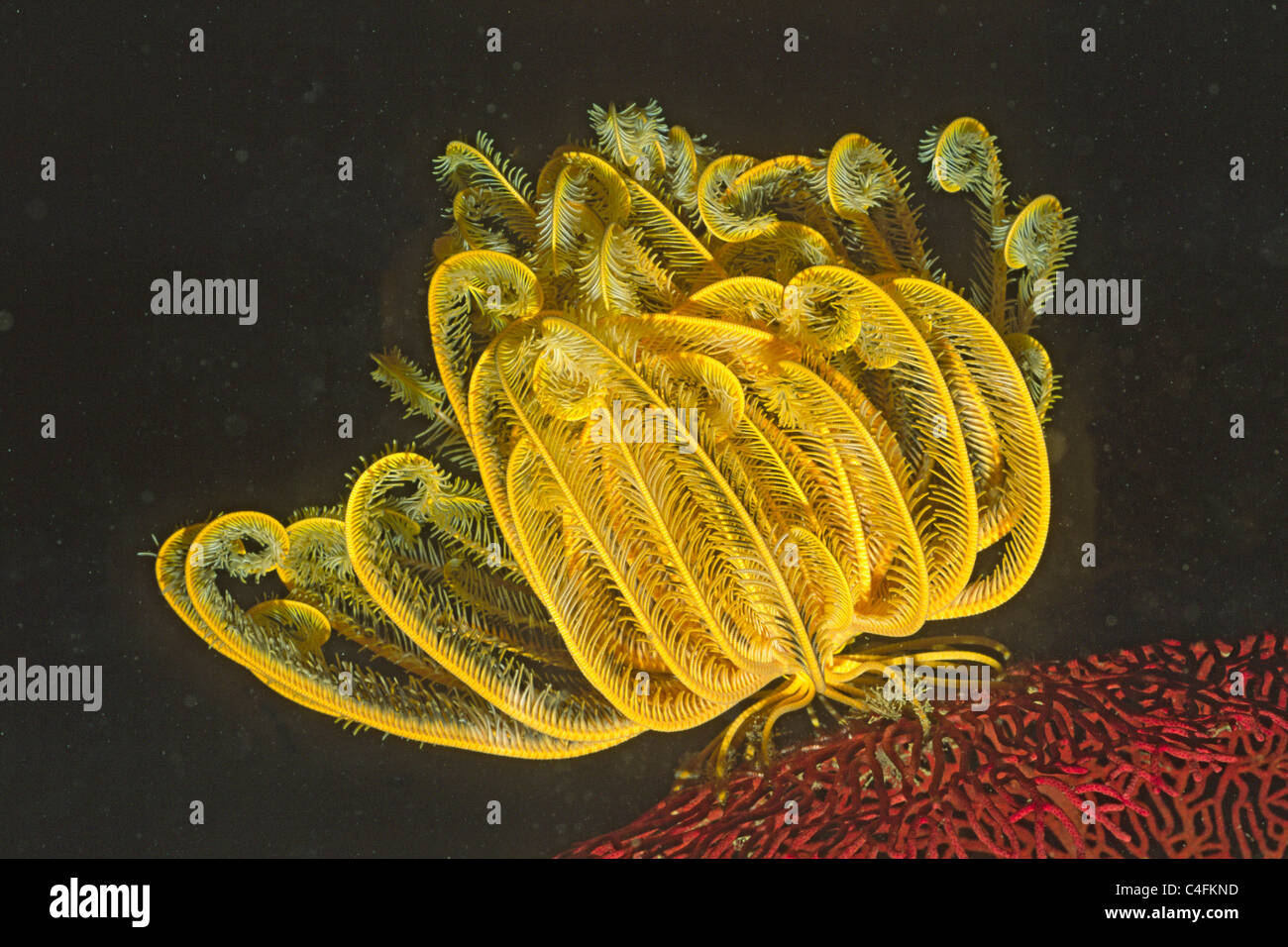 Crinoid feeding at night.(Comanrhina schegelii).Fiji Stock Photo - Alamy