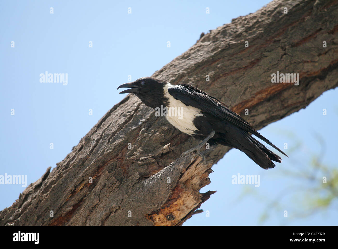 Pied crow (Corvus albus) in Etosha National Park, Namibia Stock Photo ...