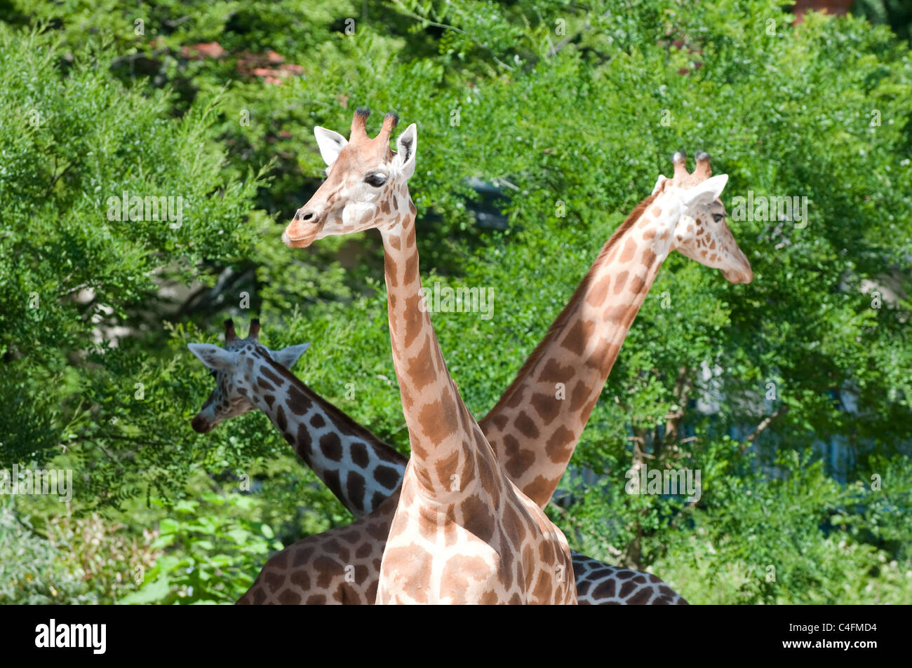 Family of giraffes on nature background Stock Photo - Alamy